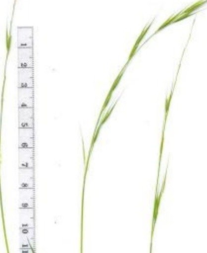 Native Grasses – Stipa Native Grasses Association