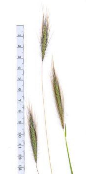 Native Grasses – Stipa Native Grasses Association
