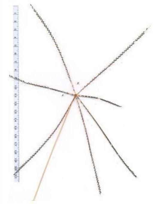 Native Grasses – Stipa Native Grasses Association